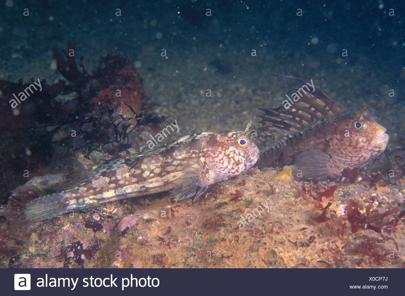 Blennius Stock Photos & Blennius Stock Images - Alamy