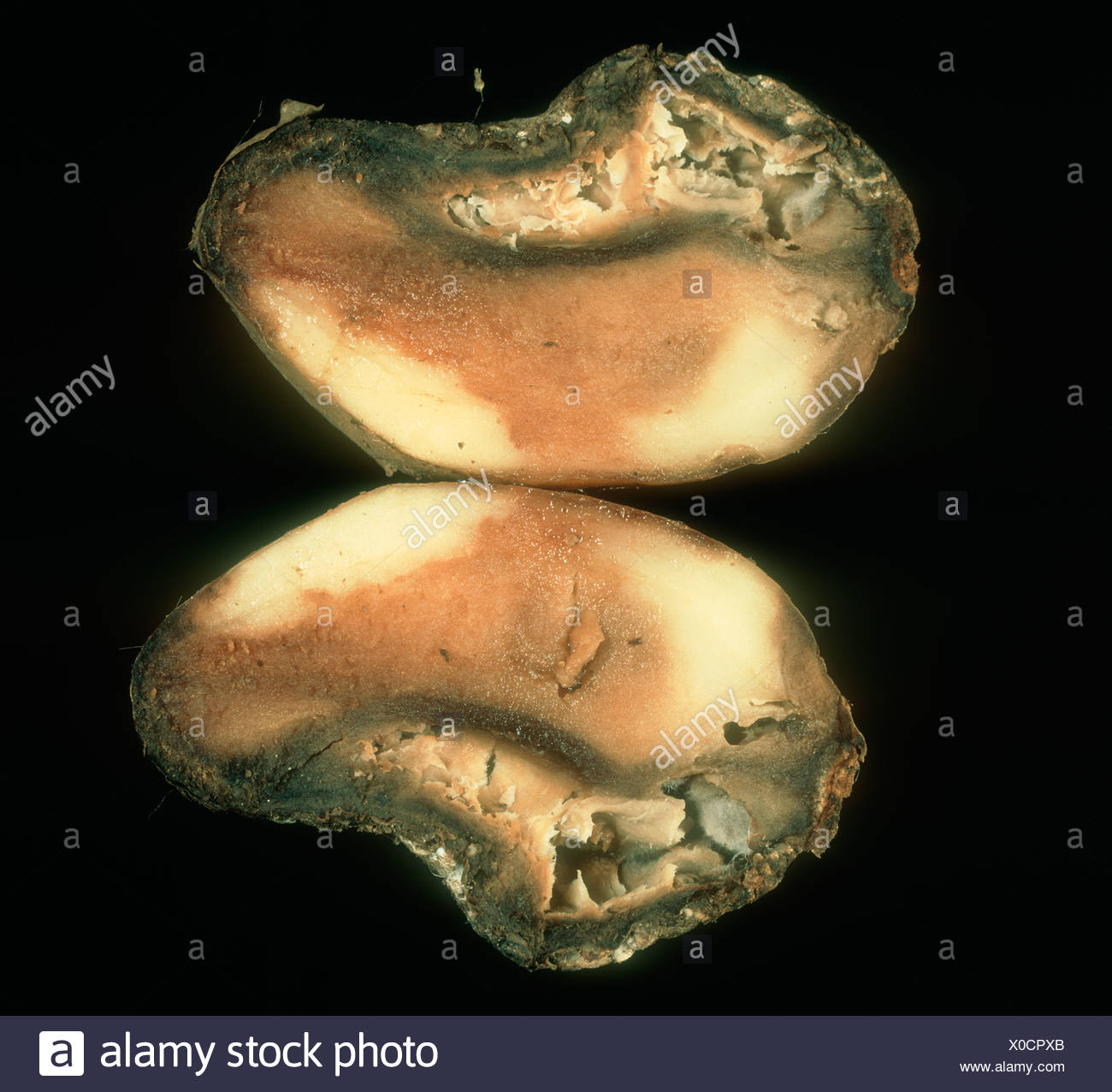 Pythium High Resolution Stock Photography and Images - Alamy