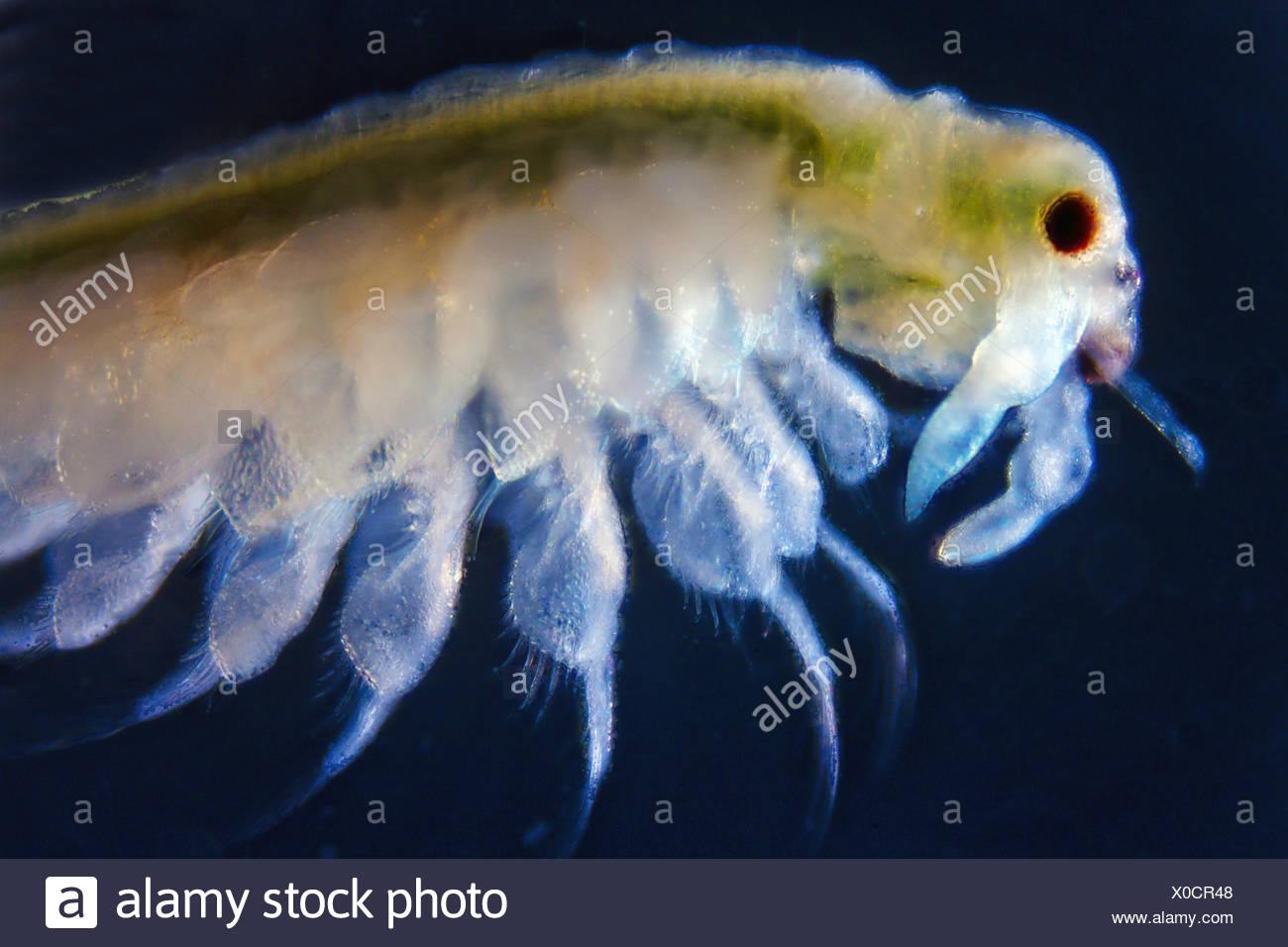 Artemia Stock Photos & Artemia Stock Images - Alamy