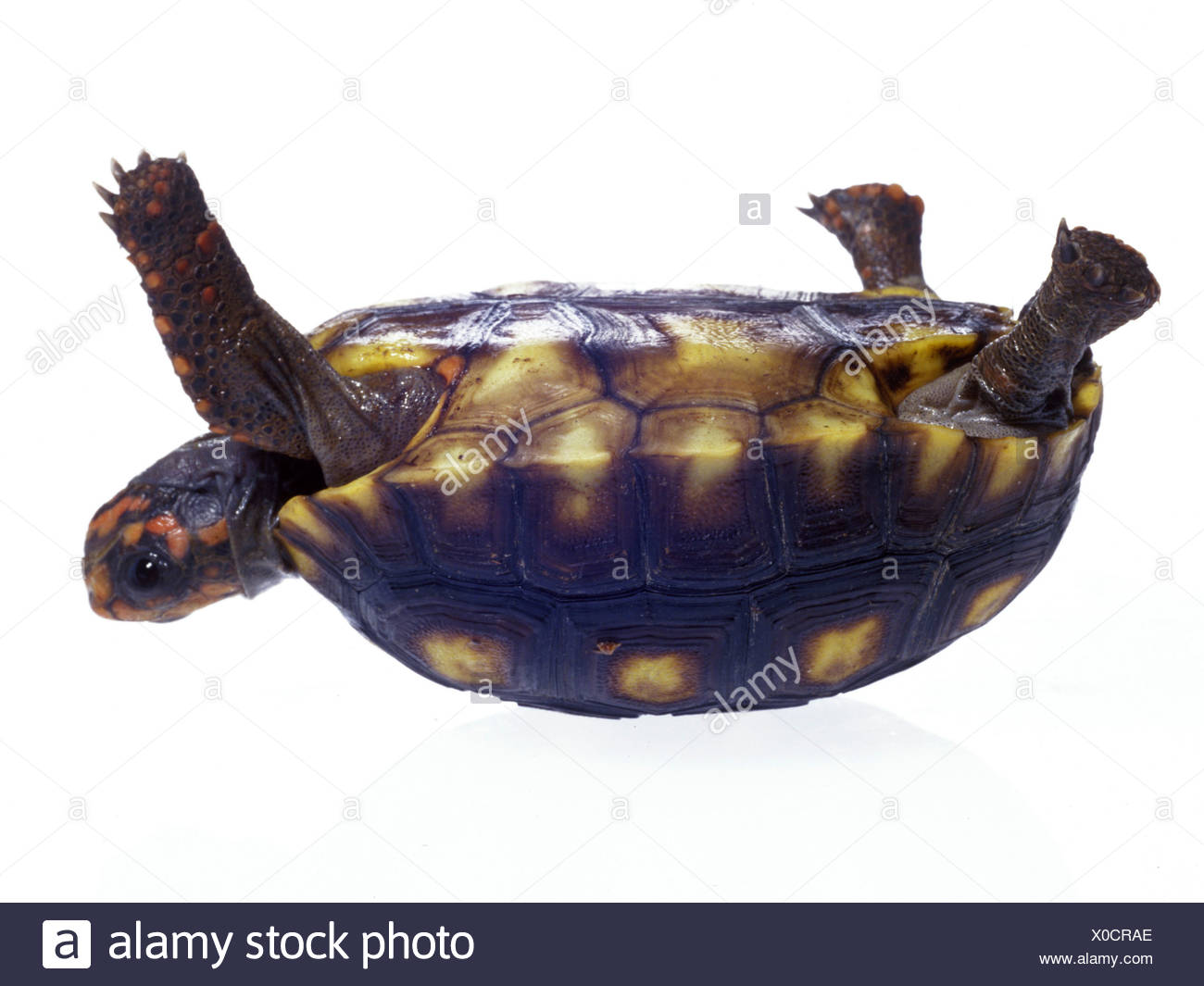Turtle On Its Back High Resolution Stock Photography and Images - Alamy
