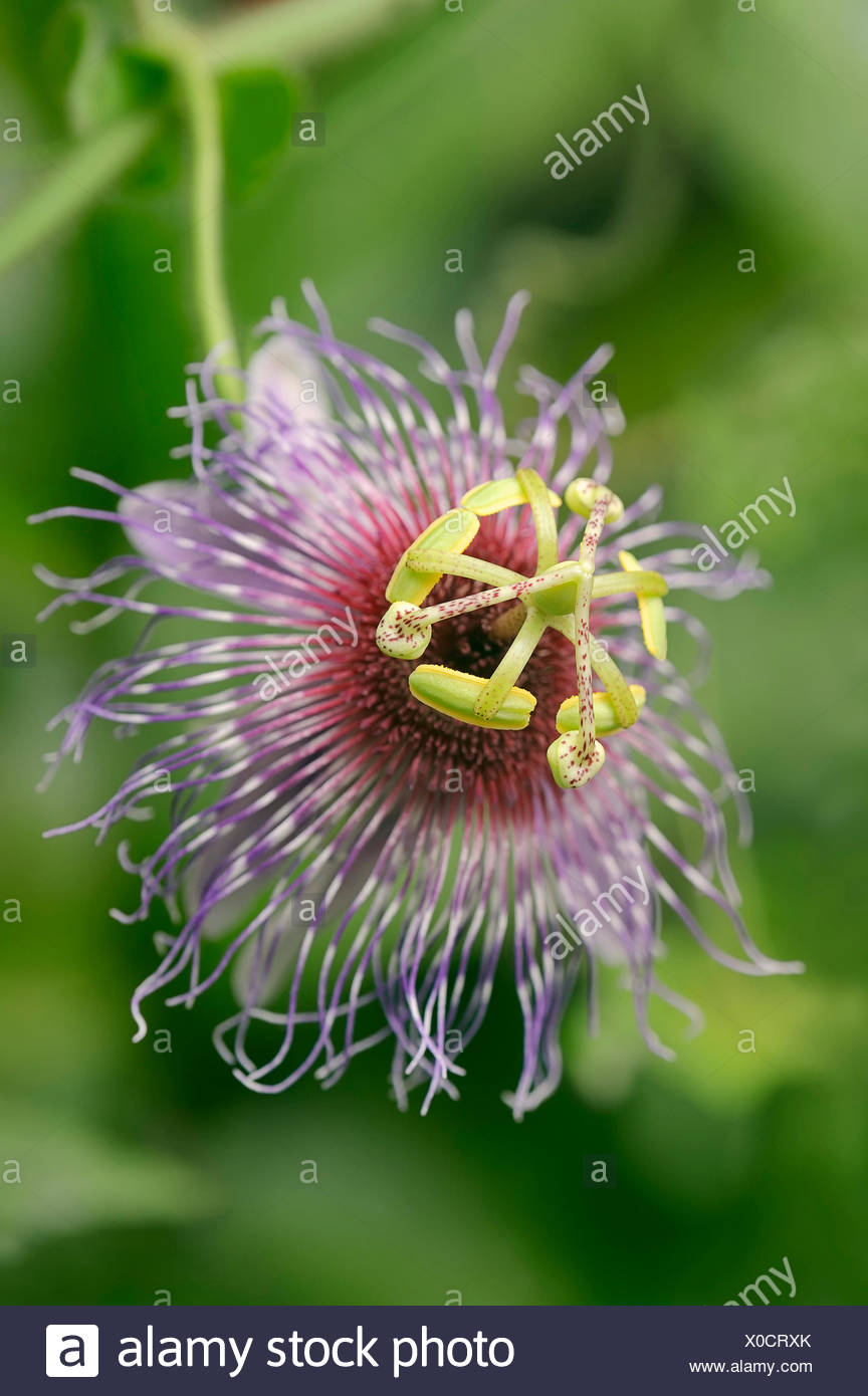 Passiflora Edulis Purple High Resolution Stock Photography and Images ...