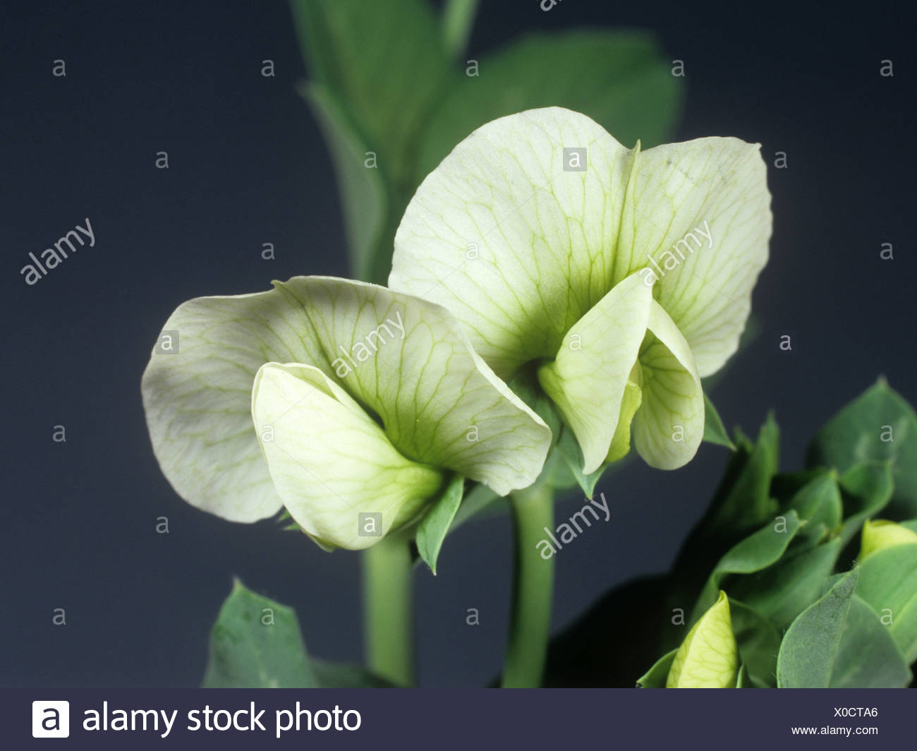Pea (pisum Sativum) Crop Stock Photos & Pea (pisum Sativum) Crop Stock ...