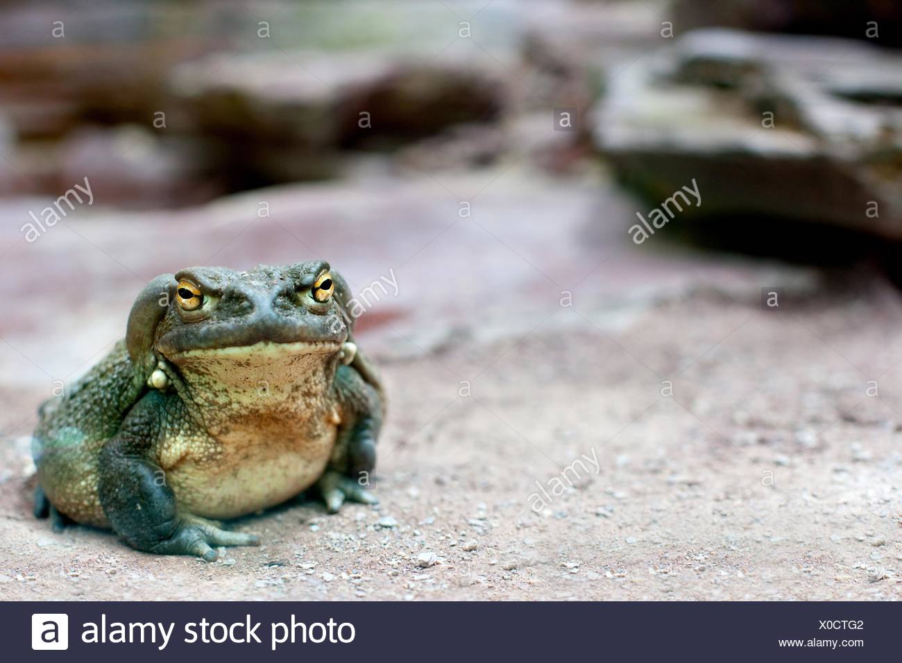 Earth Toad High Resolution Stock Photography and Images - Alamy