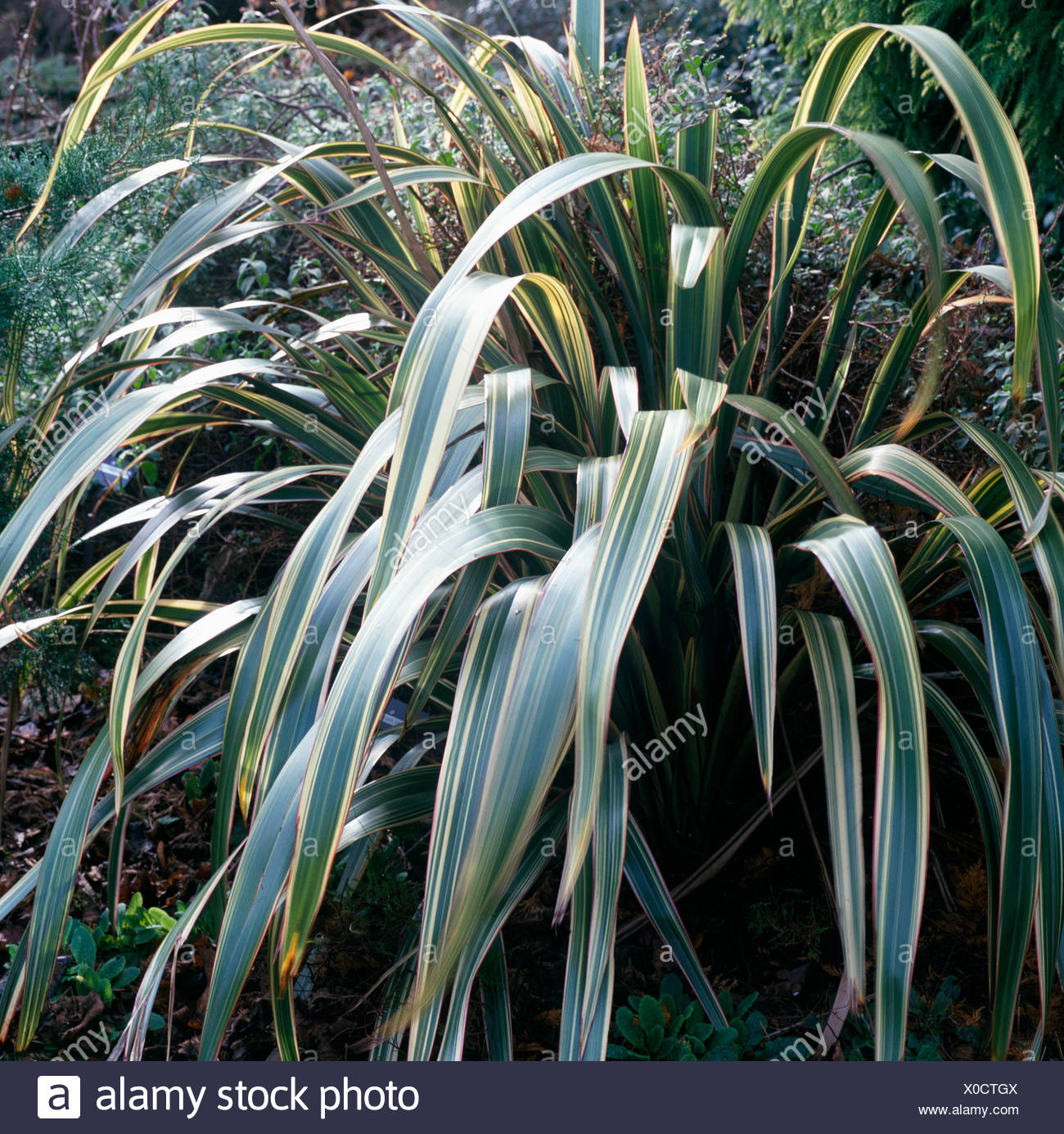 Phormium Cookianum High Resolution Stock Photography and Images - Alamy