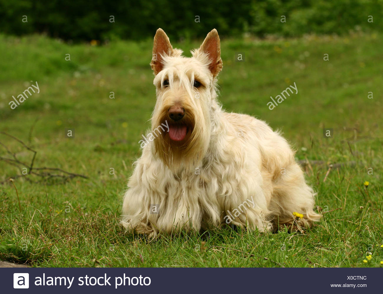 Scottish Terrier High Resolution Stock Photography and Images - Alamy