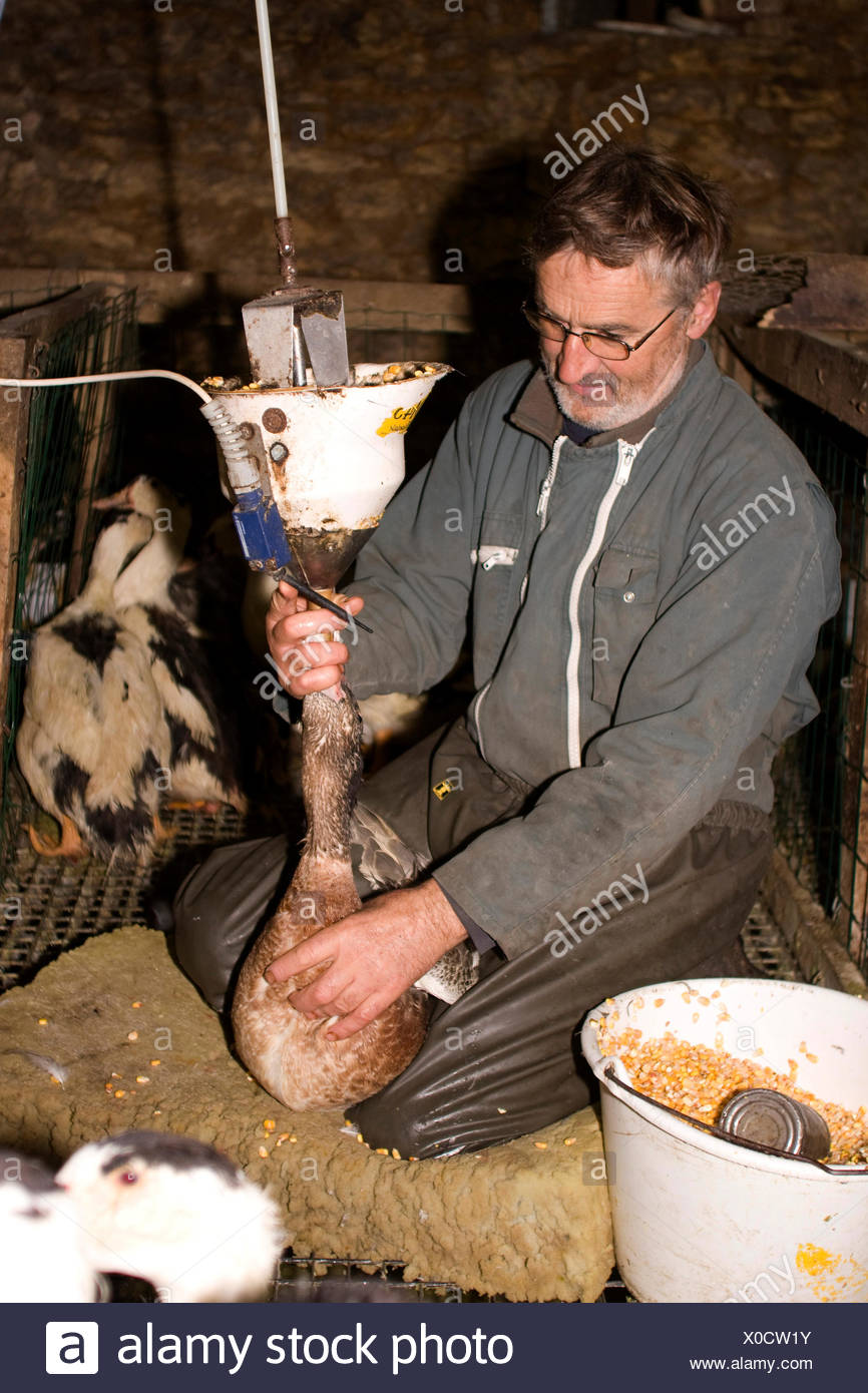 Force Feeding Geese High Resolution Stock Photography and Images - Alamy