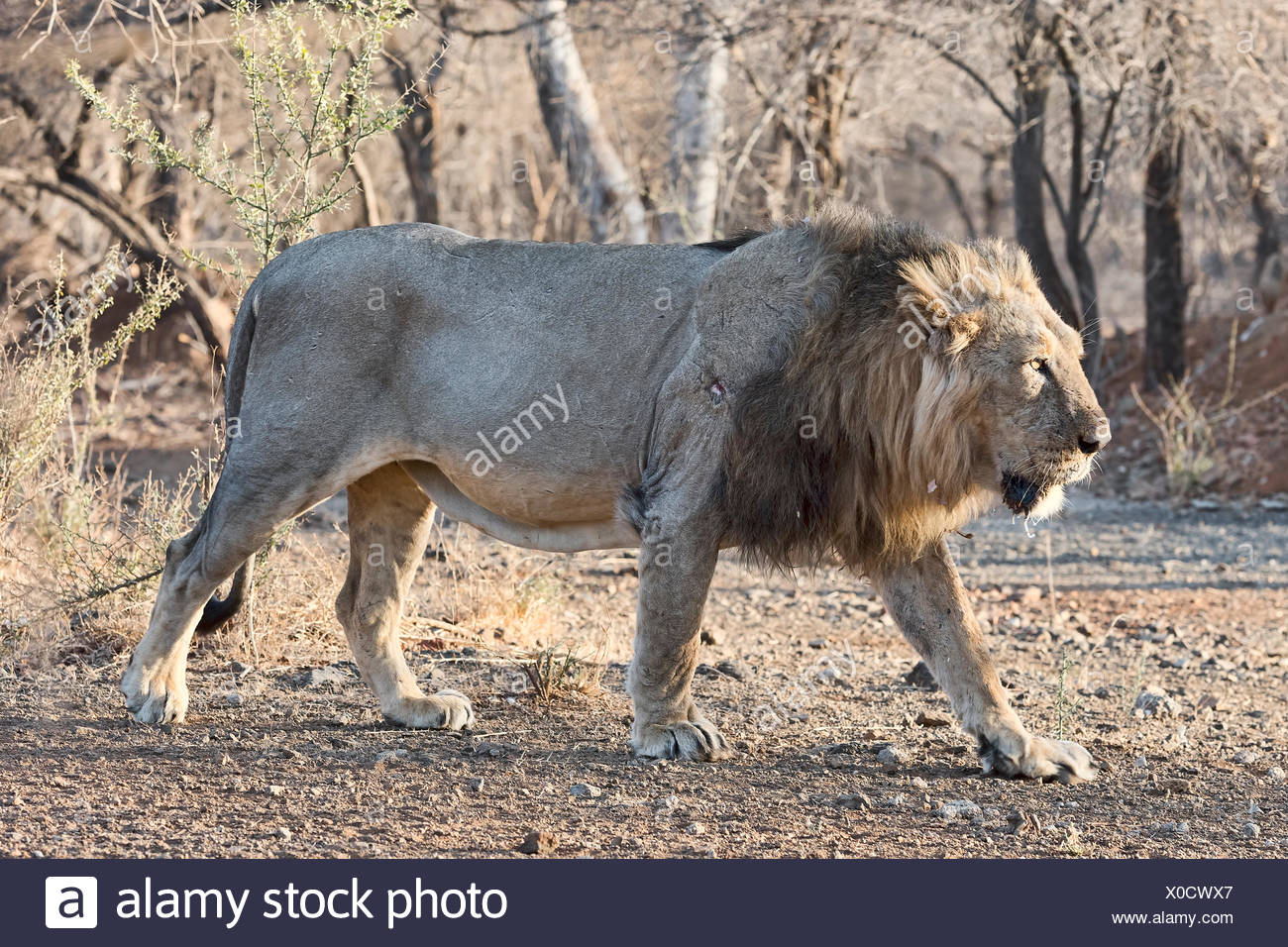 Indian Lion Walking High Resolution Stock Photography and Images - Alamy