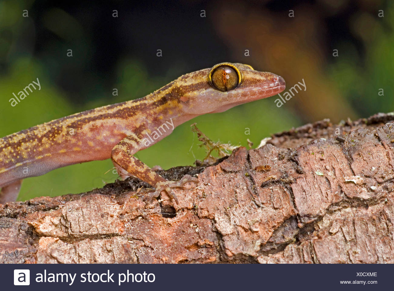 Marbled Gecko High Resolution Stock Photography and Images - Alamy