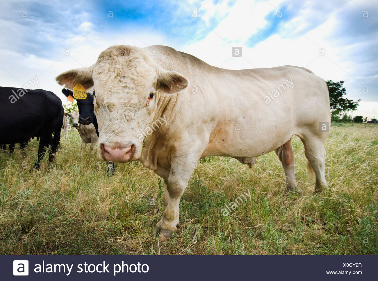 Bovine Bull High Resolution Stock Photography and Images - Alamy