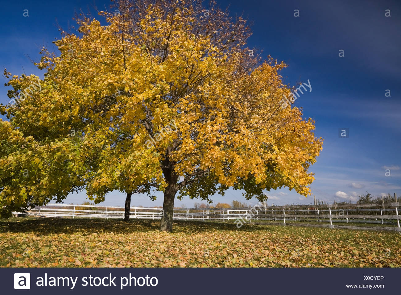 Maple Tree Canada High Resolution Stock Photography and Images - Alamy