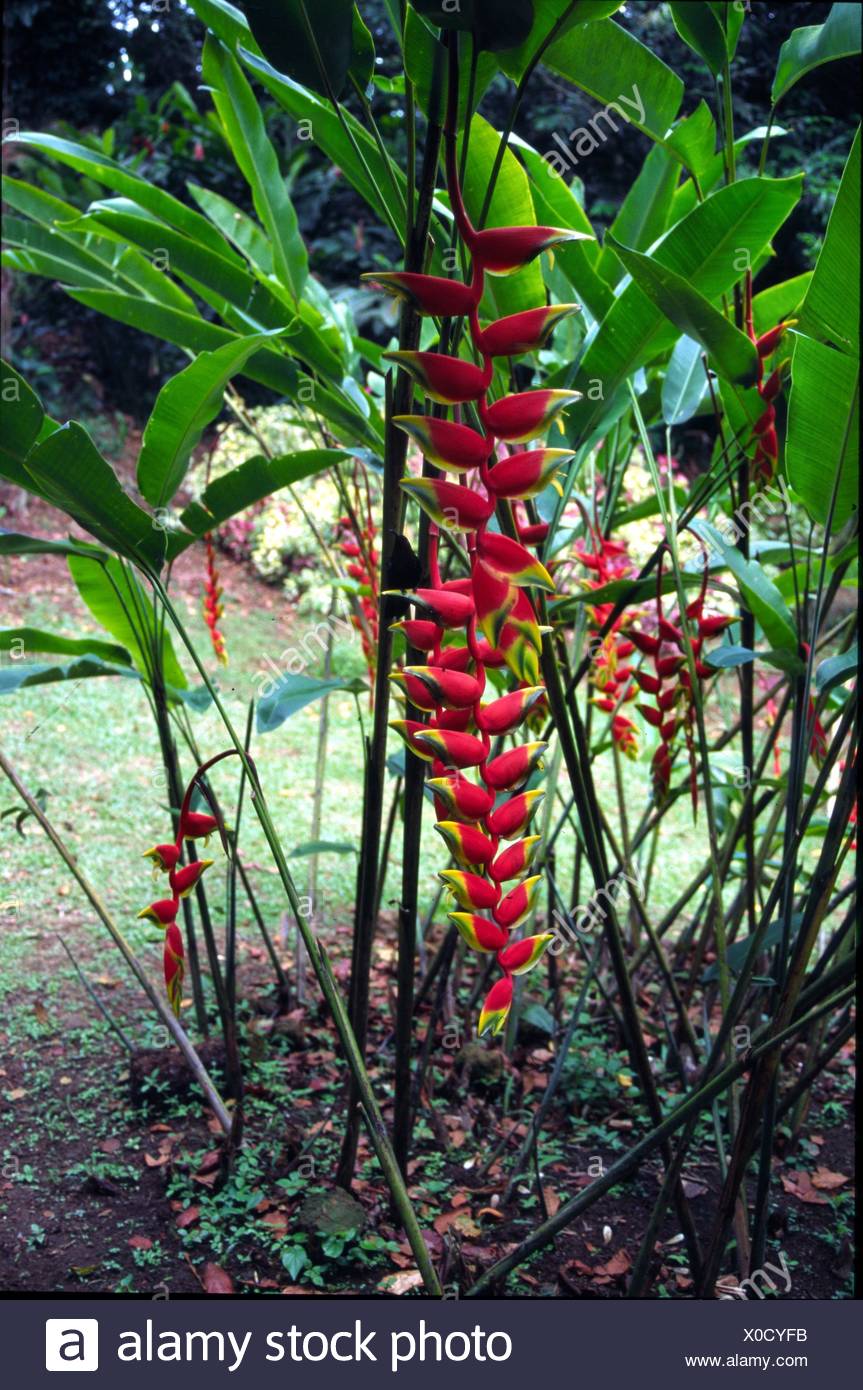 Heliconia Pendula High Resolution Stock Photography and Images - Alamy