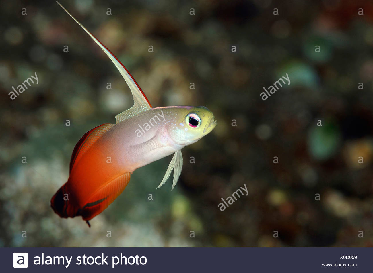 Dartfish Stock Photos & Dartfish Stock Images - Alamy