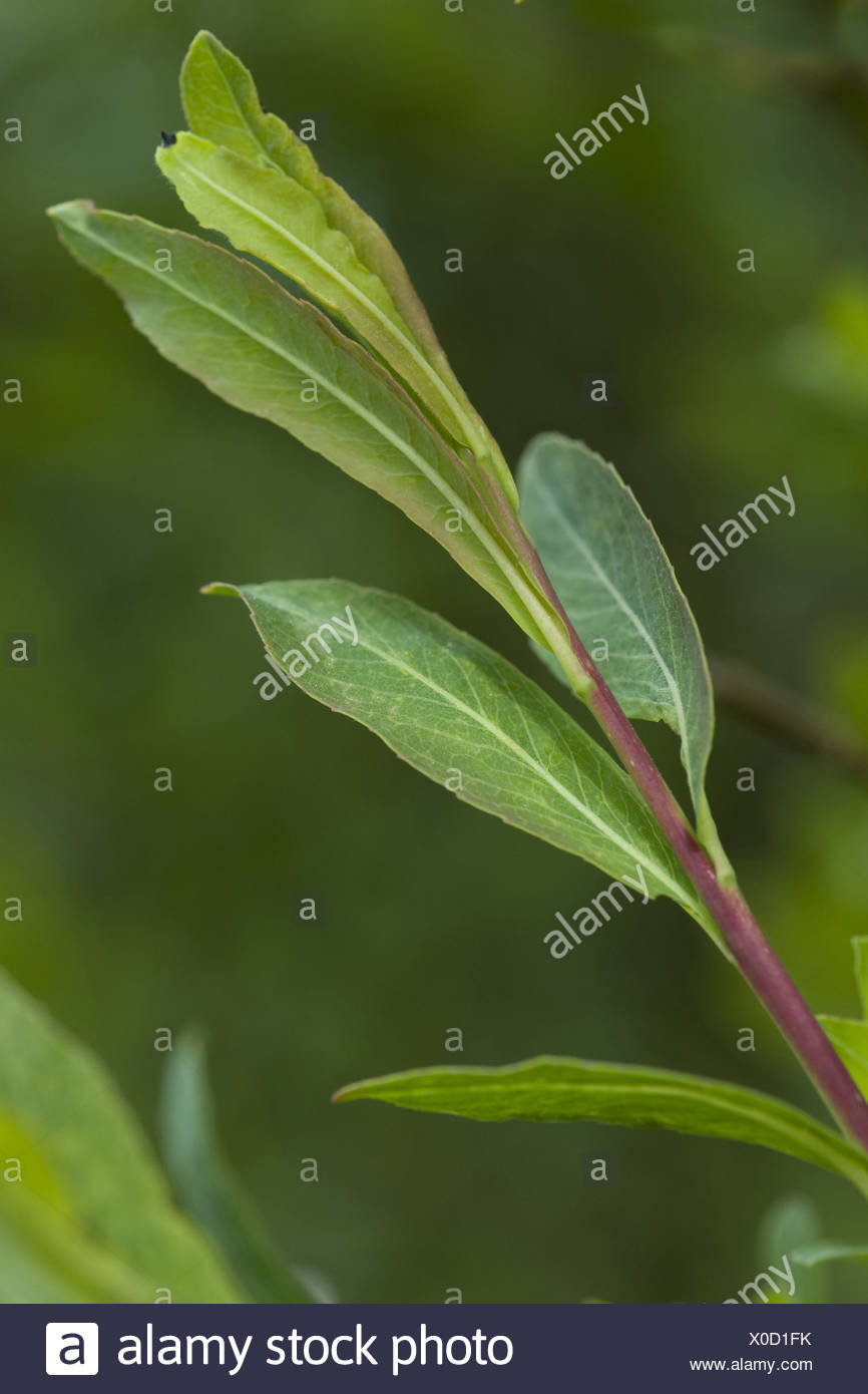Purple Willow, Salix Purpurea High Resolution Stock Photography and ...
