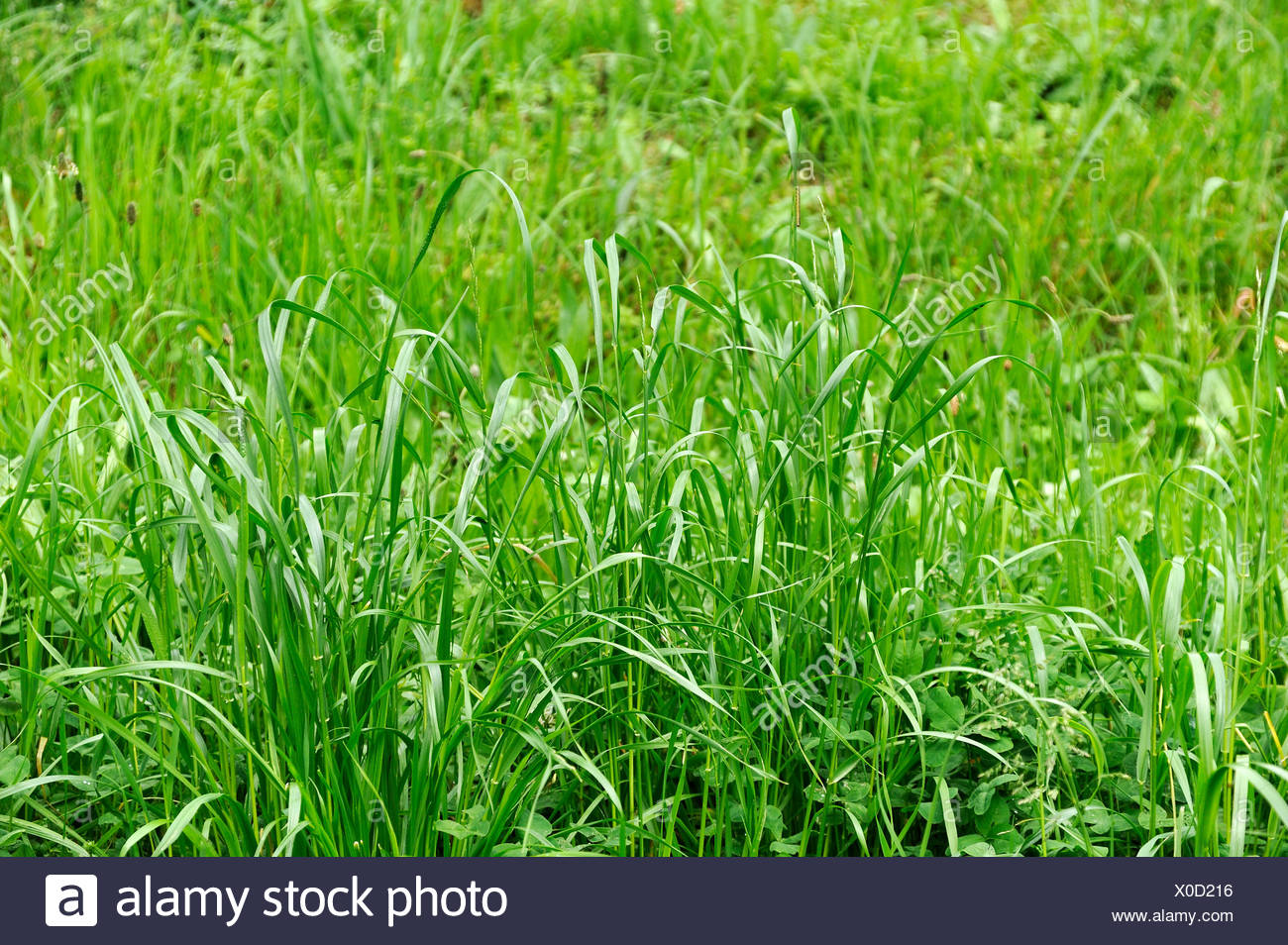 Creeping Grass High Resolution Stock Photography and Images - Alamy