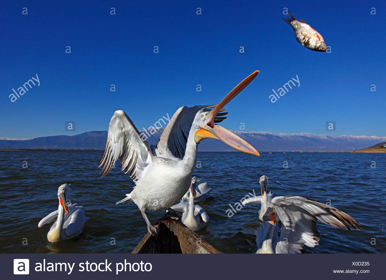 Pelicans Sitting On Boat High Resolution Stock Photography and Images ...