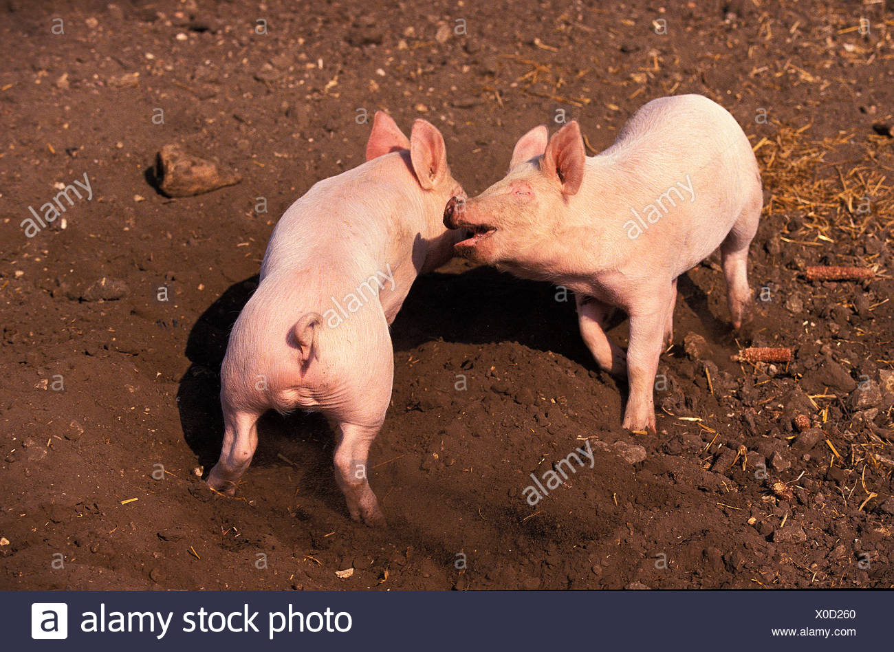 Large White Pig High Resolution Stock Photography and Images - Alamy