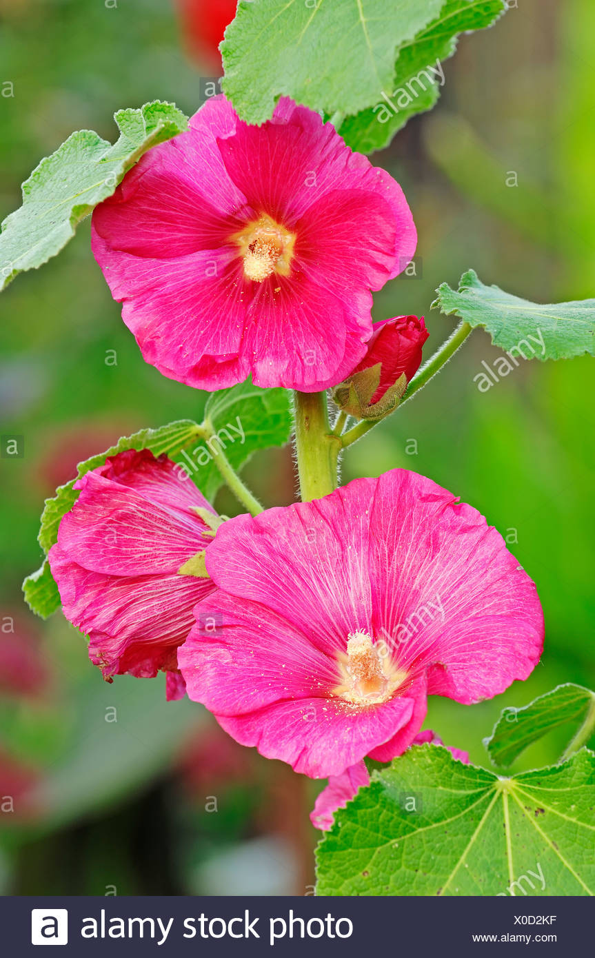 Althaea Chinensis Stock Photos & Althaea Chinensis Stock Images - Alamy