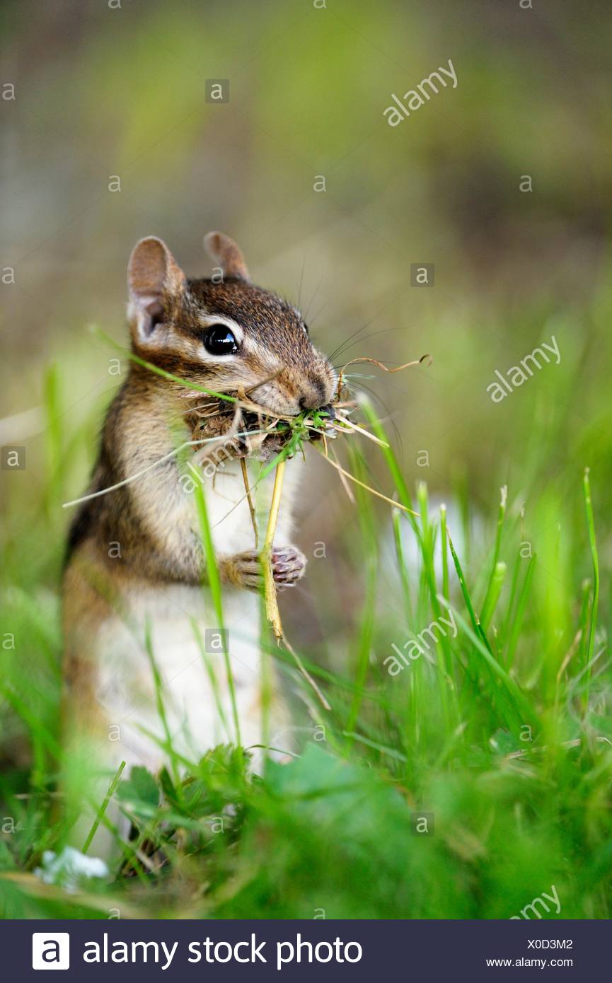 Chipmunk Den High Resolution Stock Photography and Images - Alamy
