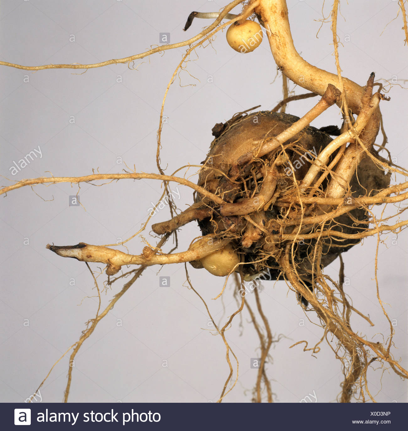 Stolon Stock Photos & Stolon Stock Images - Alamy