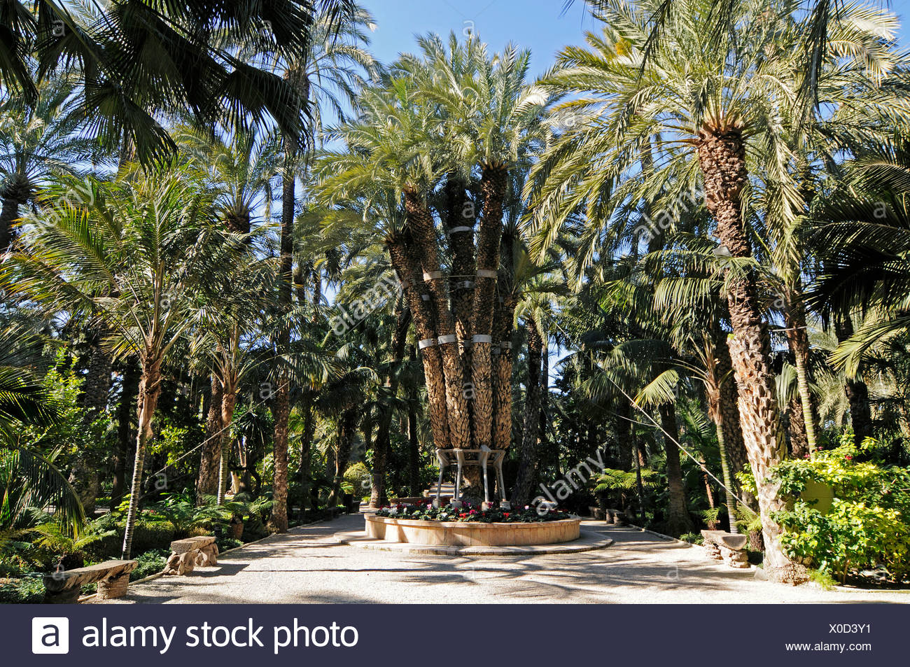 The Imperial Palm Palmera Imperial High Resolution Stock Photography ...