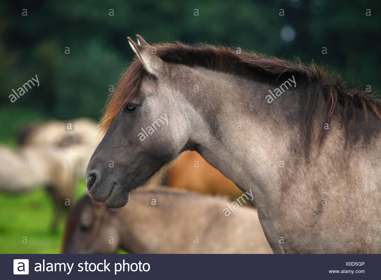 Dülmen Pony High Resolution Stock Photography and Images - Alamy