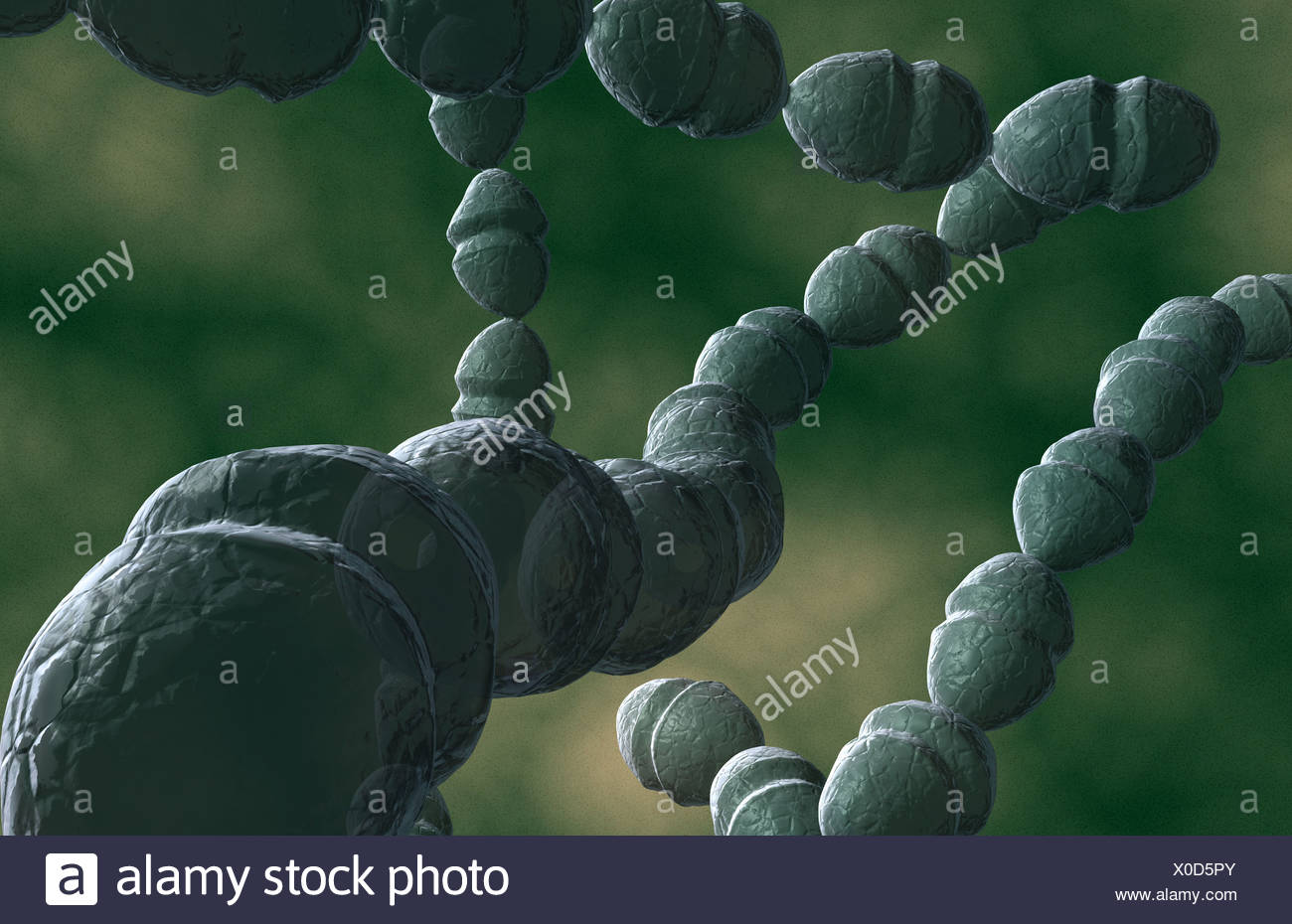 Streptococcus Pyogenes Bacteria High Resolution Stock Photography and ...