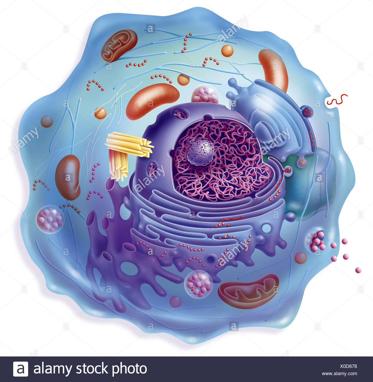 Golgi Apparatus Stock Photos & Golgi Apparatus Stock Images - Alamy