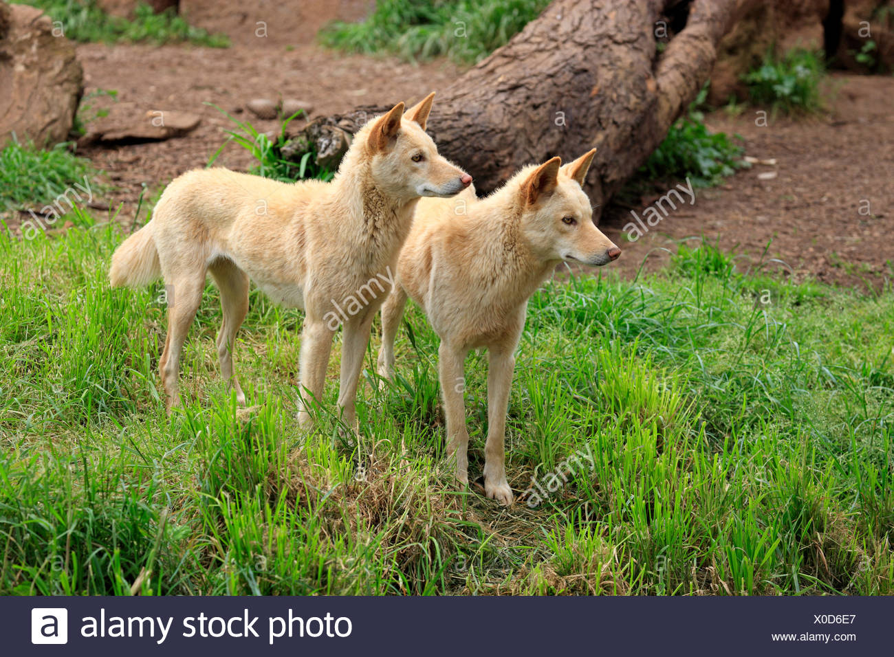 Dingo Canis Familiaris Dingo High Resolution Stock Photography and ...