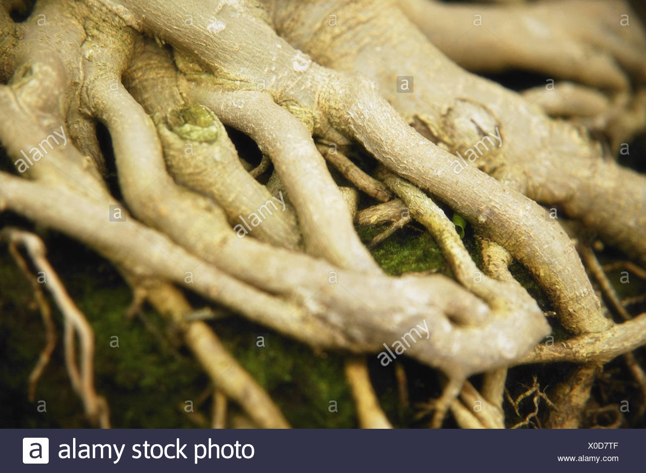 Fibrous Roots Stock Photos & Fibrous Roots Stock Images - Alamy