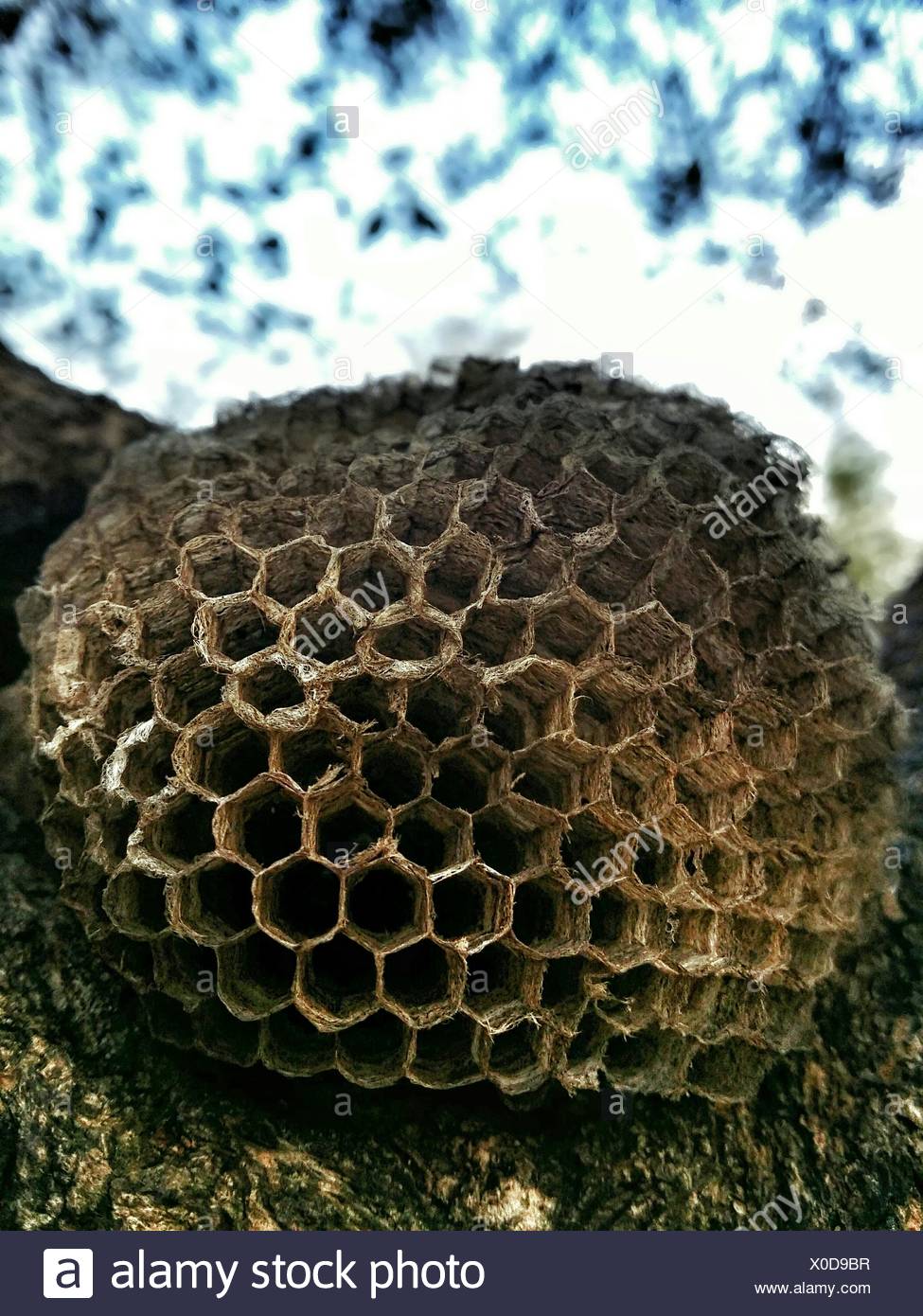 Honeycomb Tree Branch High Resolution Stock Photography and Images - Alamy