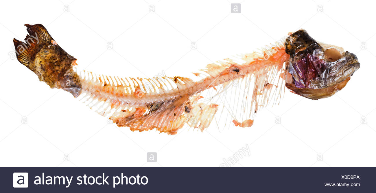 Fish Bone On White High Resolution Stock Photography and Images - Alamy