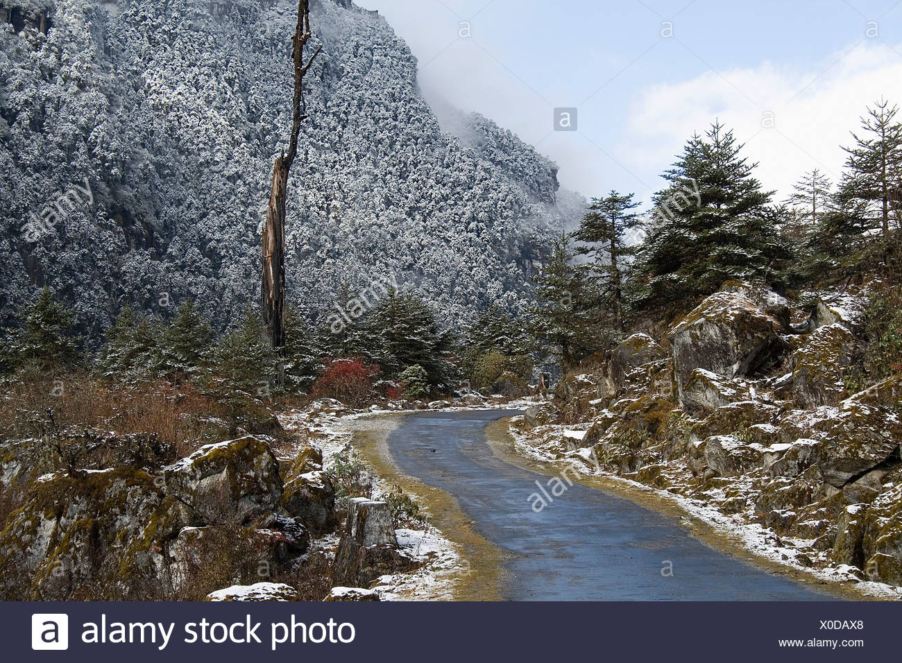 Sikkim Tree High Resolution Stock Photography and Images - Alamy