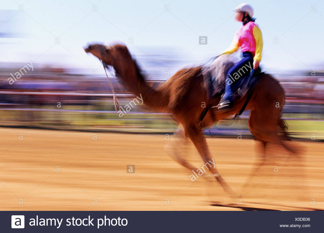 Camel Racing Australia Stock Photos & Camel Racing Australia Stock ...