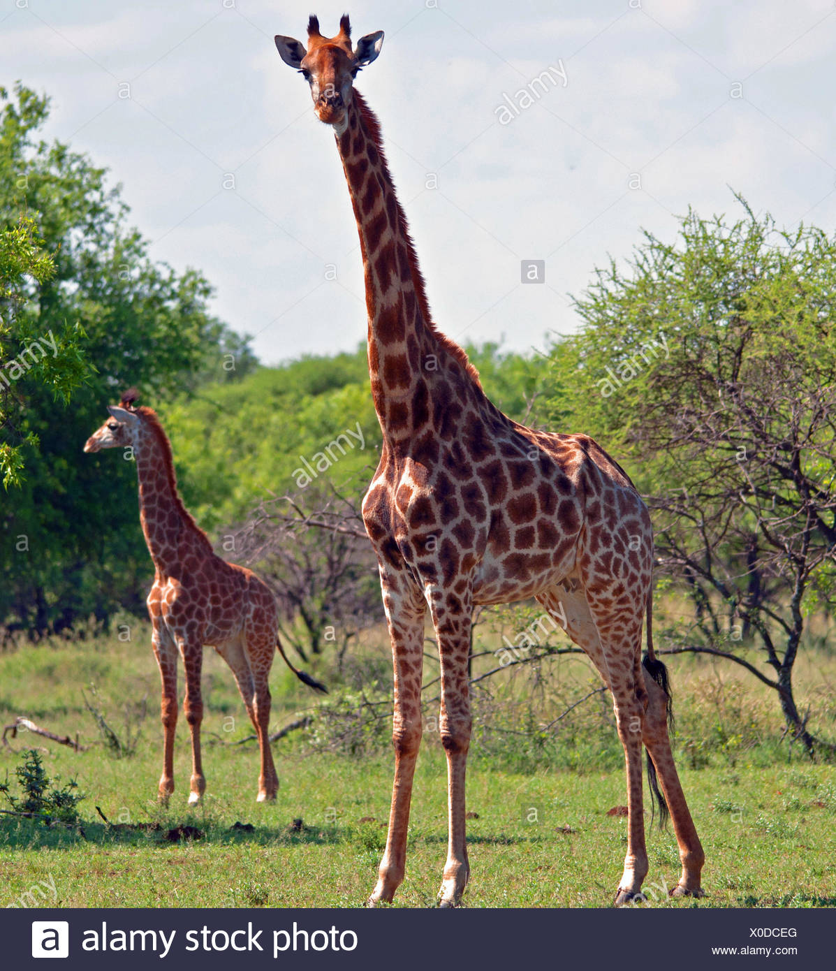 Female And Calf In Savannah High Resolution Stock Photography and ...