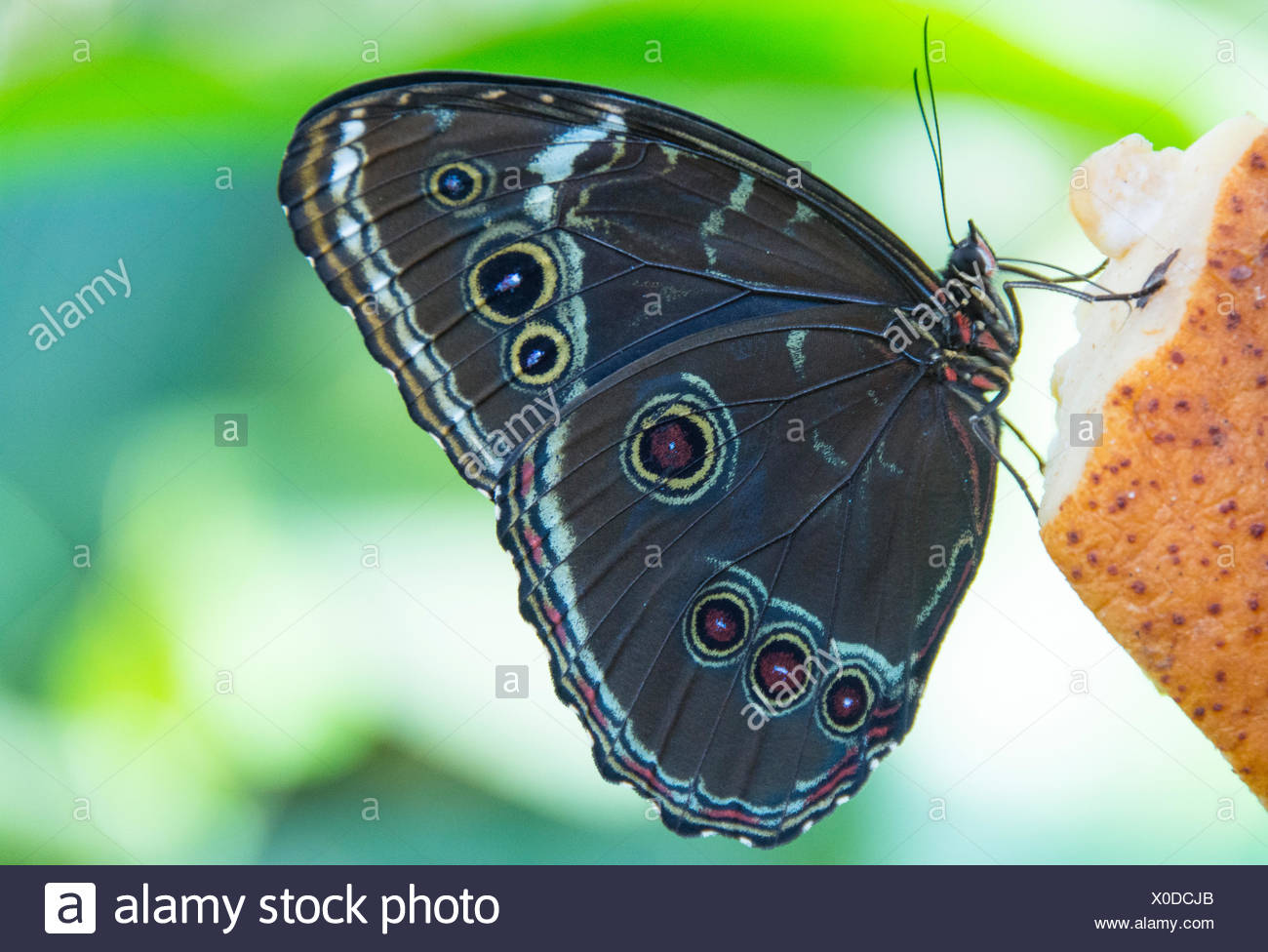 Amazon Butterfly Peru High Resolution Stock Photography and Images - Alamy