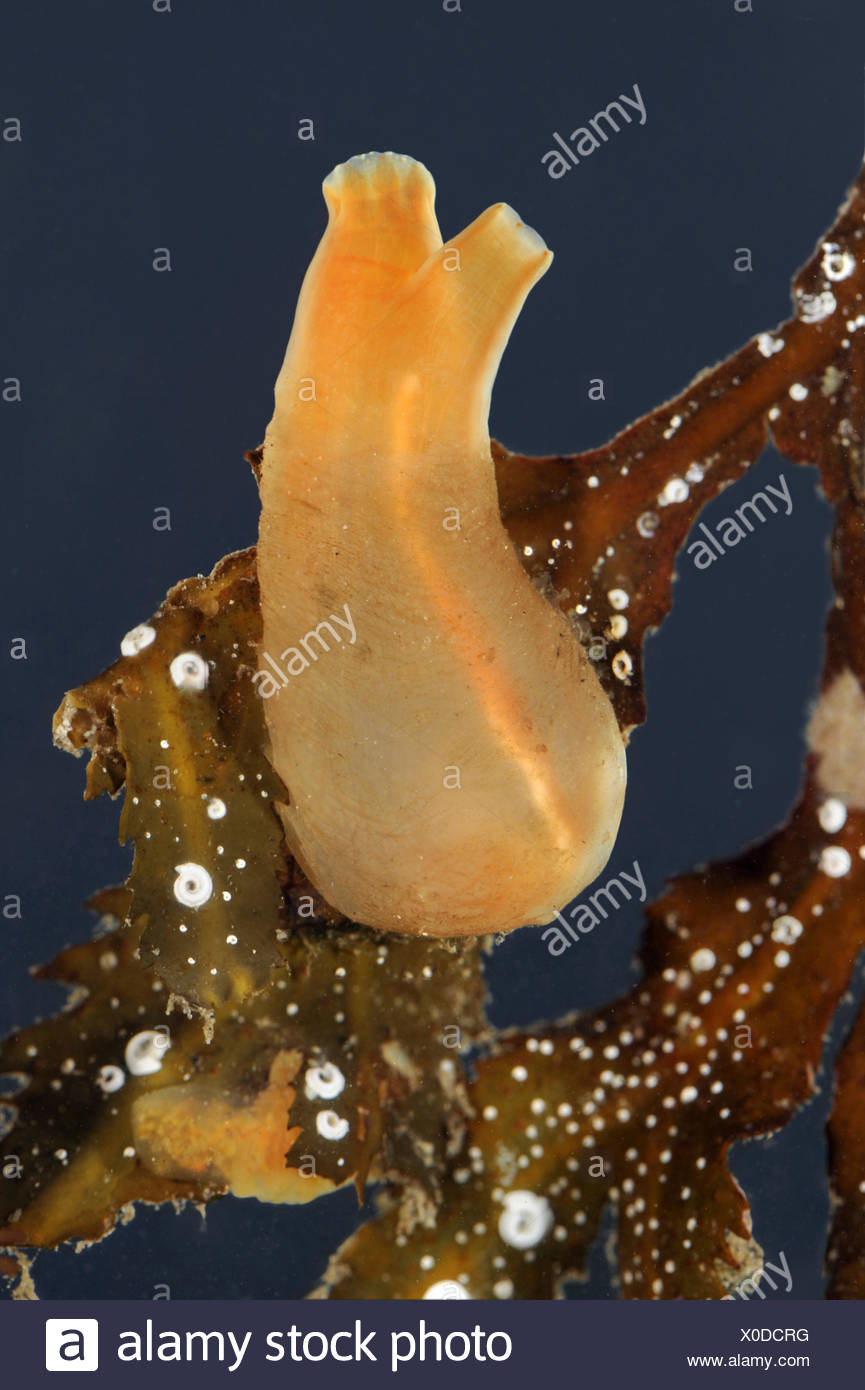 Ciona Intestinalis High Resolution Stock Photography and Images - Alamy