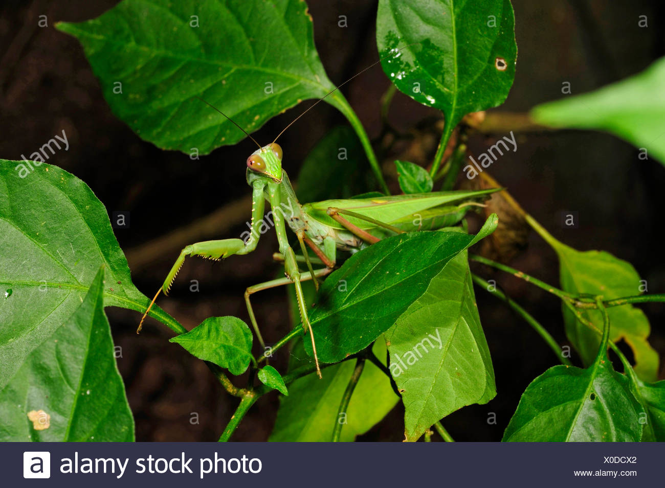 Giant Rainforest Mantis Stock Photos & Giant Rainforest Mantis Stock ...