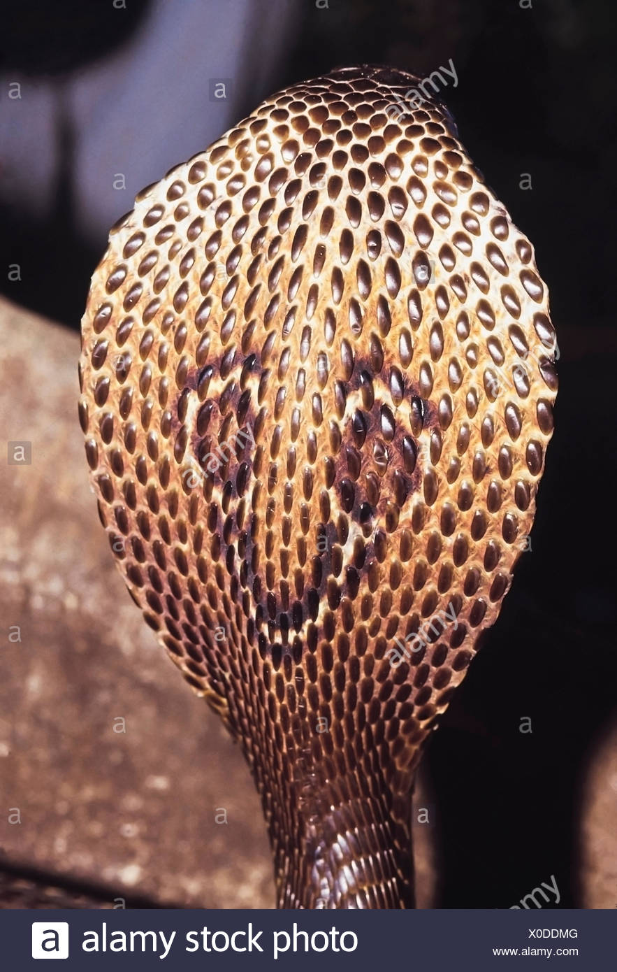 Spectacled Cobra Hood High Resolution Stock Photography and Images - Alamy