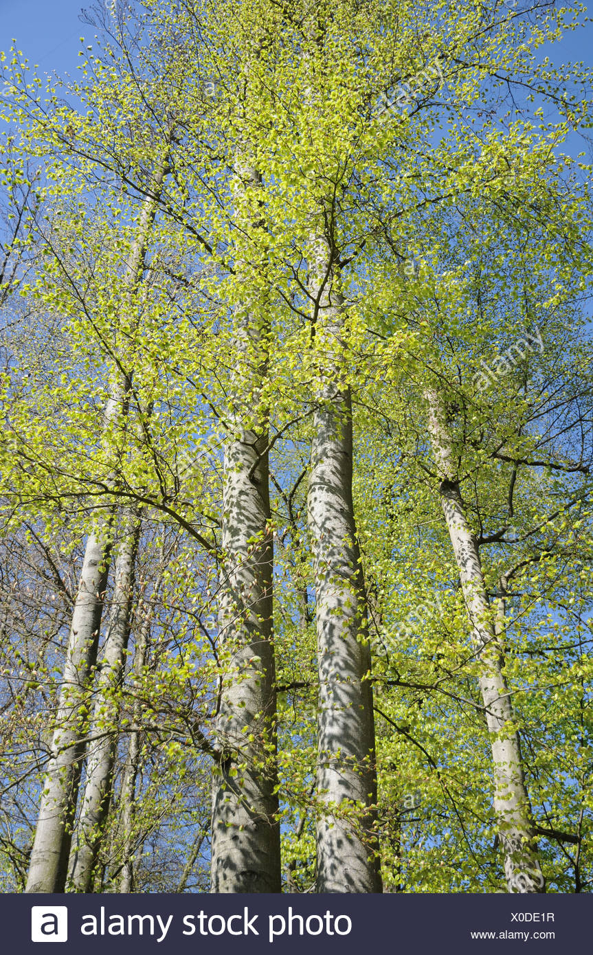 Beeches Leaf High Resolution Stock Photography and Images - Alamy