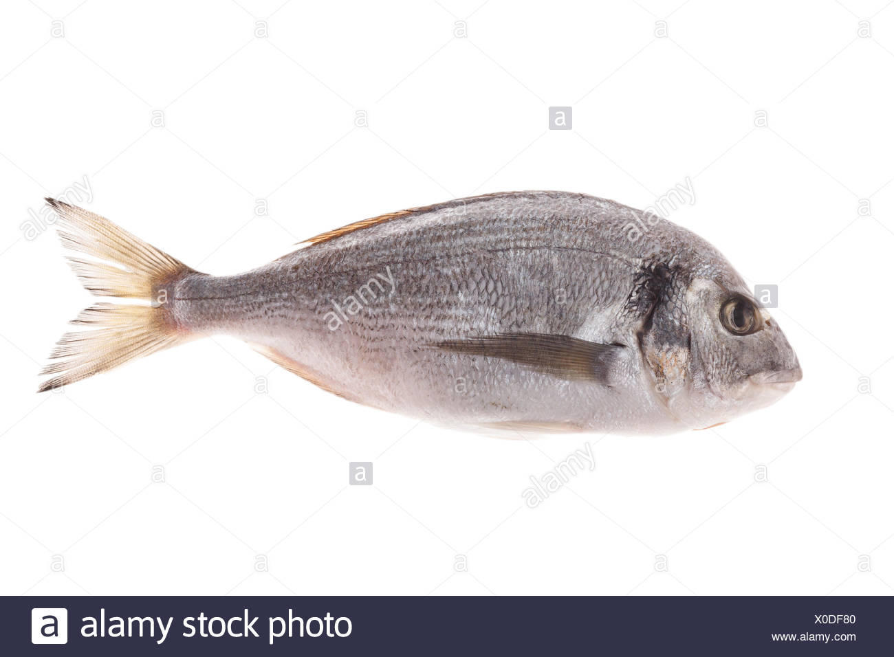 Daurade High Resolution Stock Photography and Images - Alamy