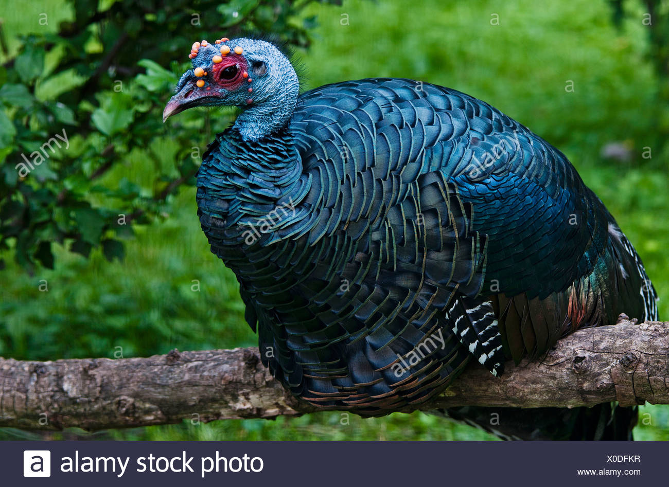 Ocellated Turkeys High Resolution Stock Photography and Images - Alamy