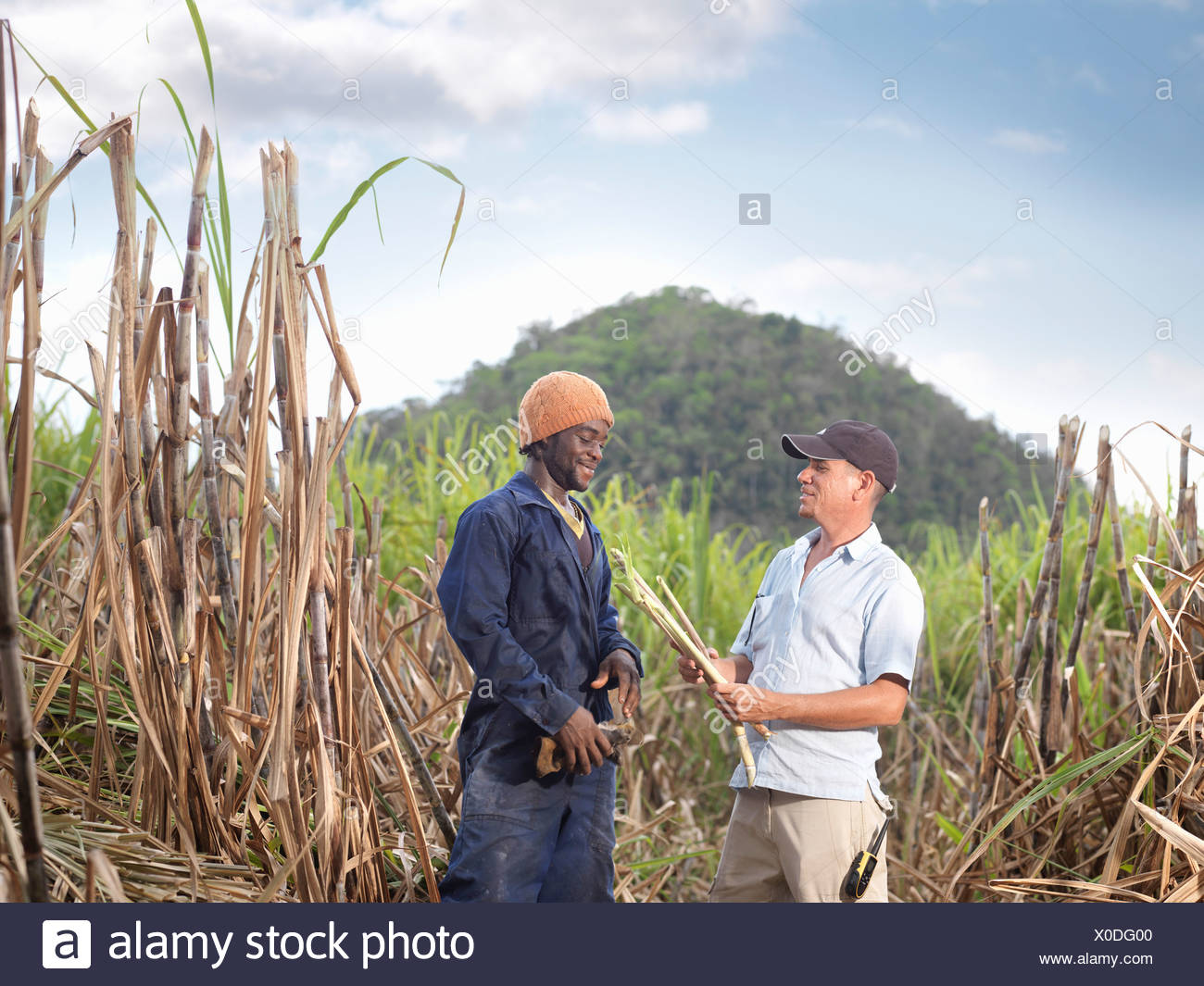 Sugar Cane Crop High Resolution Stock Photography and Images - Alamy