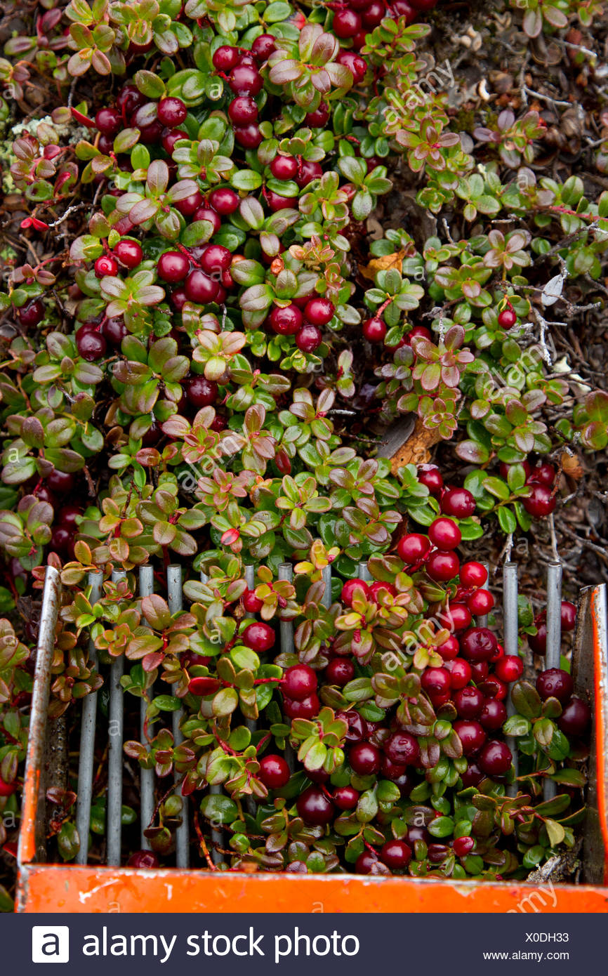 Berry Picking Alaska High Resolution Stock Photography and Images - Alamy