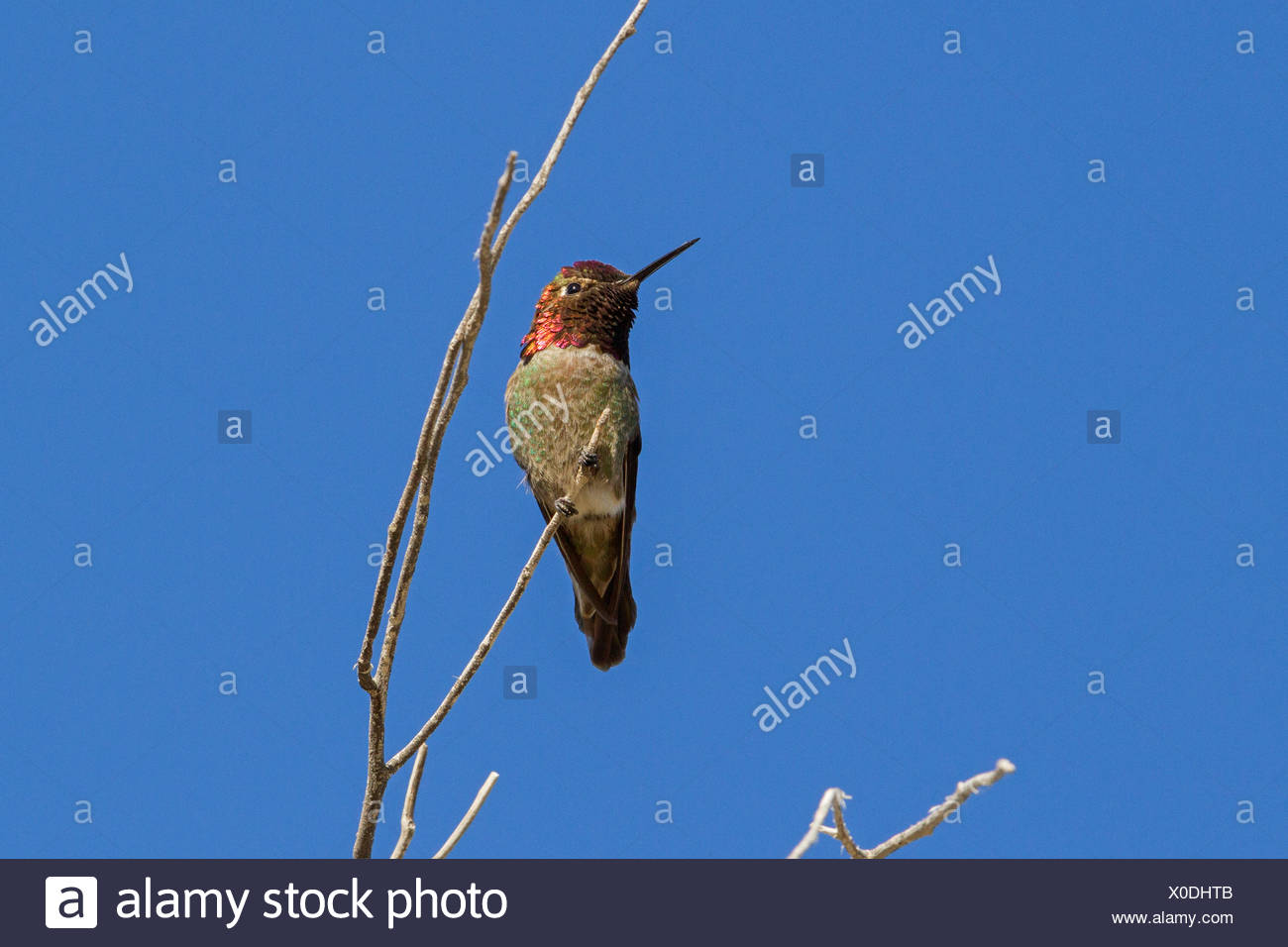 Anna’s Hummingbird High Resolution Stock Photography and Images - Alamy