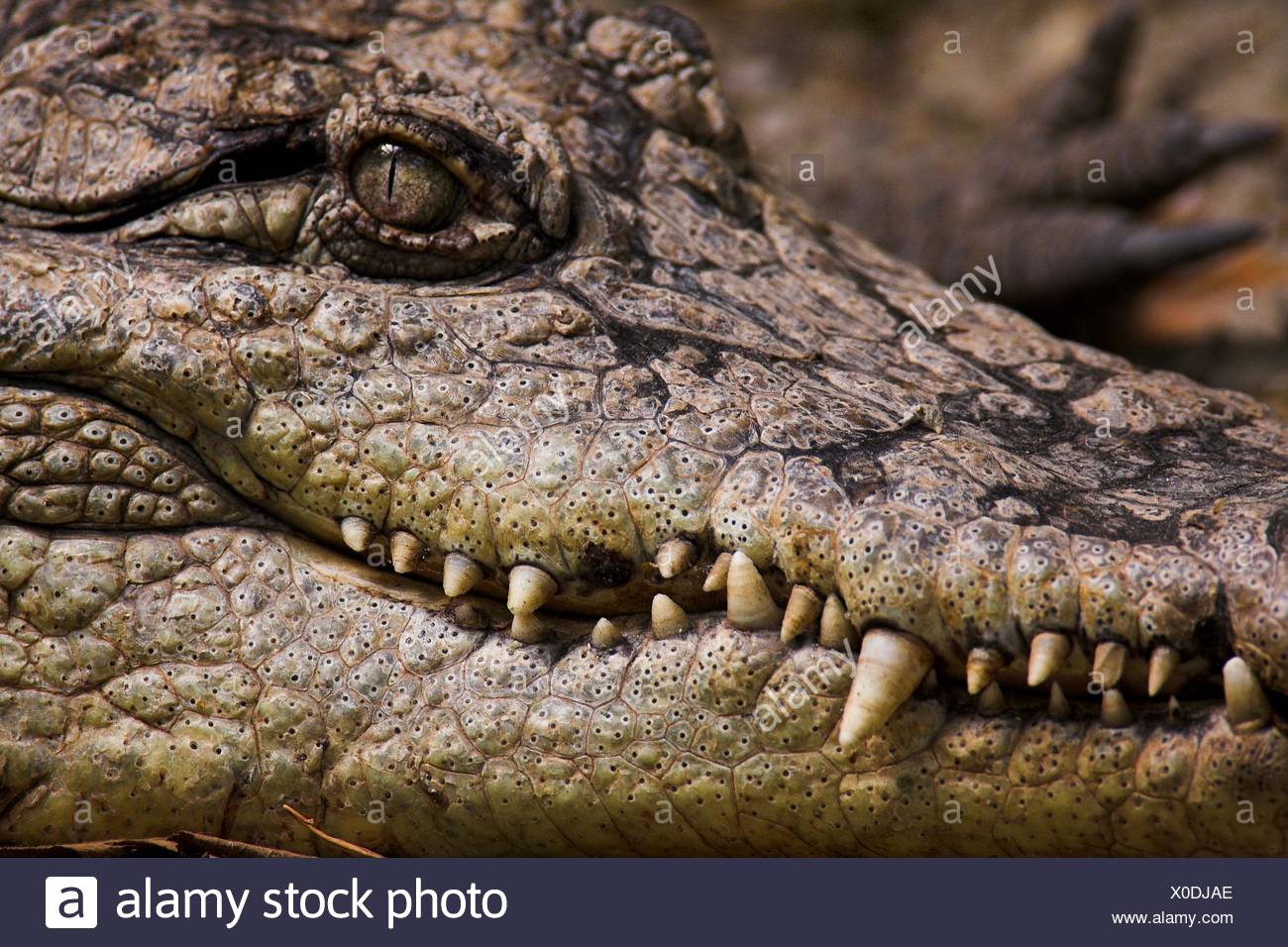Crocodile Face Close Up High Resolution Stock Photography and Images ...