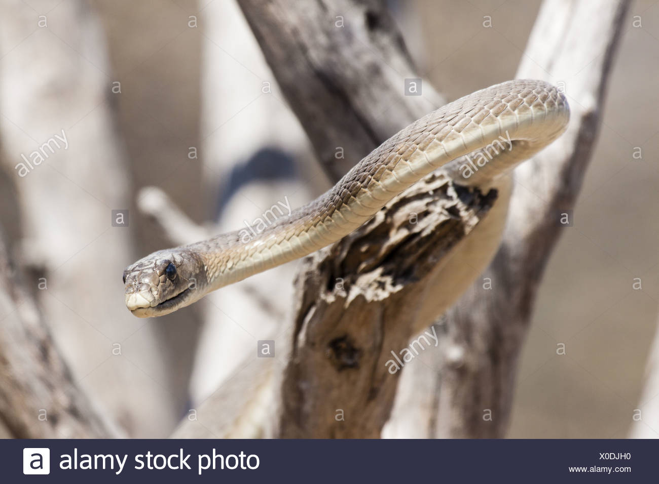 Schwarze Mamba High Resolution Stock Photography and Images - Alamy
