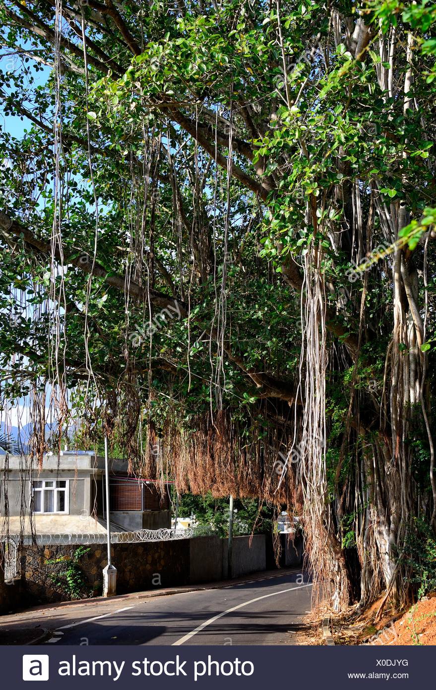 Ficus Bengal Tree High Resolution Stock Photography and Images - Alamy