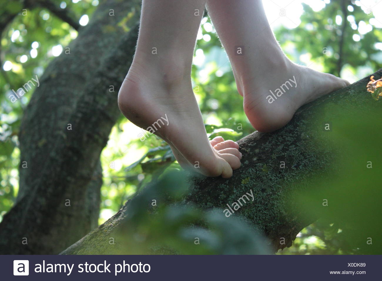 Children Climbing Tree Feet High Resolution Stock Photography and ...