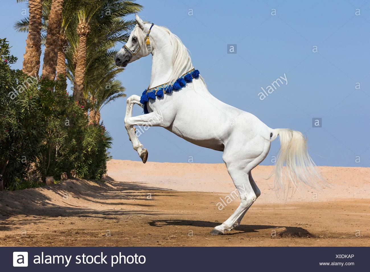 Arabian Horse Gray Stallion Rearing Stock Photos & Arabian Horse Gray ...