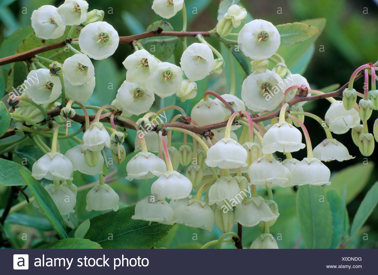 Zenobia High Resolution Stock Photography and Images - Alamy